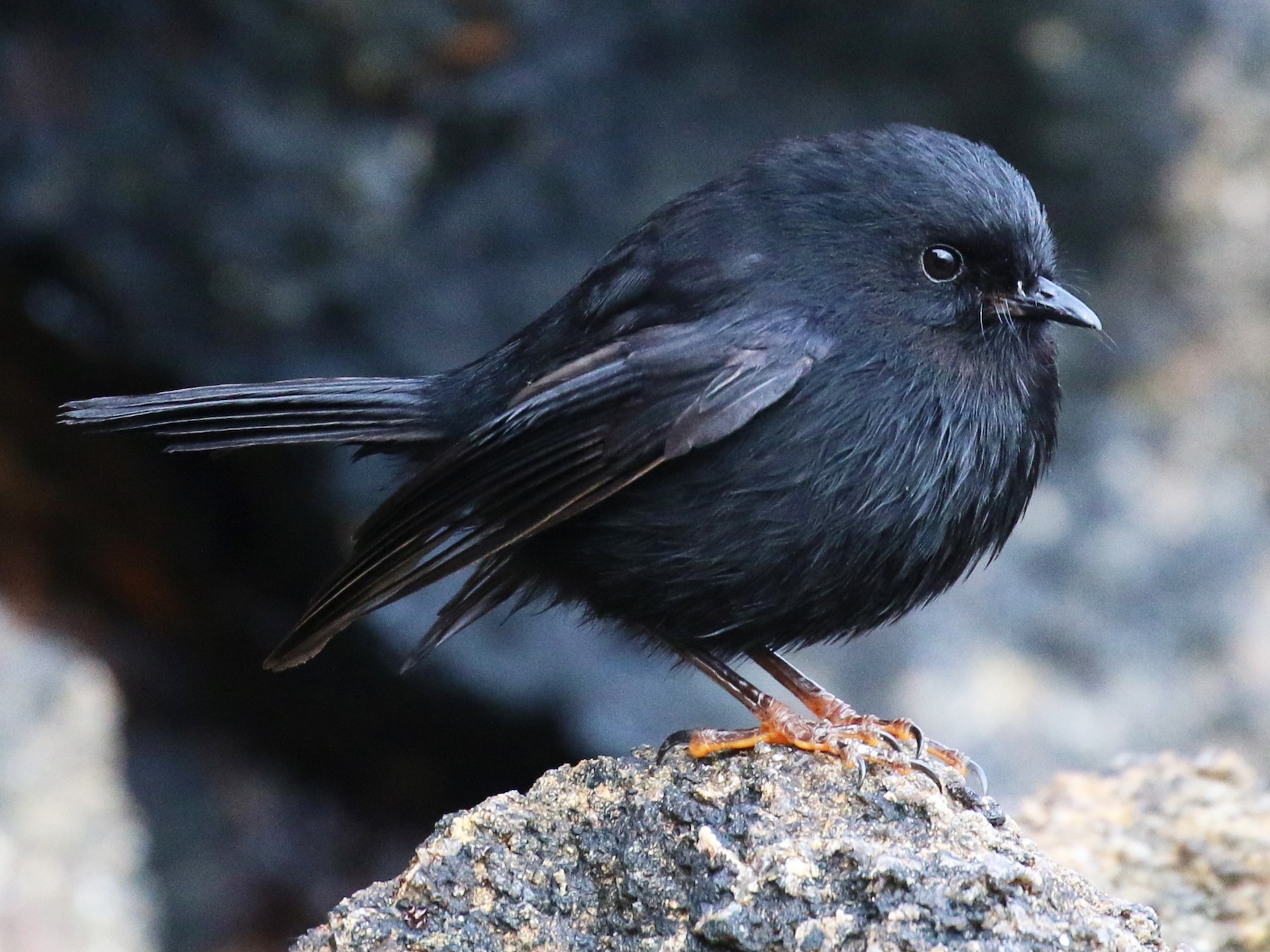 Tomtit Bülbülü - eBird