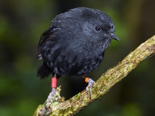 Black Robin - Petroica traversi - Birds of the World