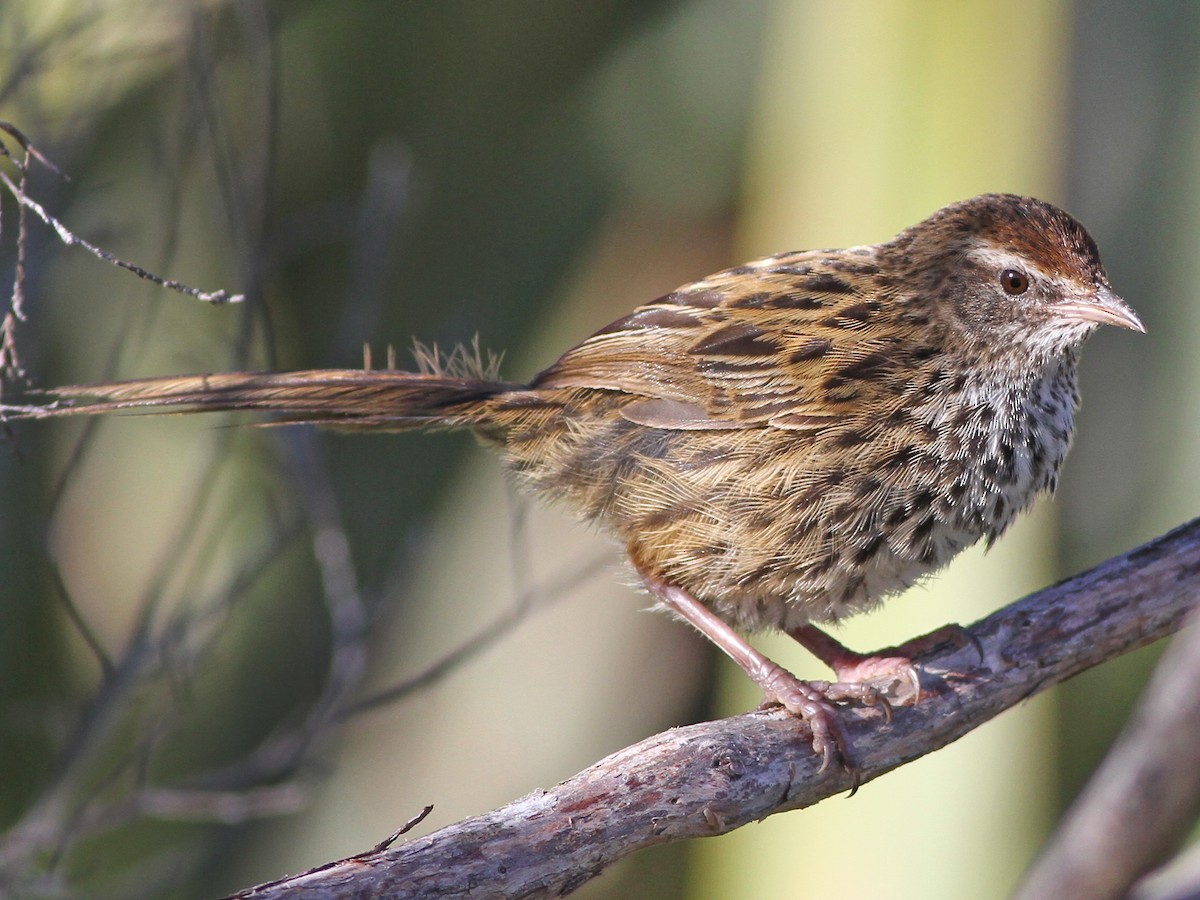 New Zealand Fernbird - Poodytes punctatus - Birds of the World