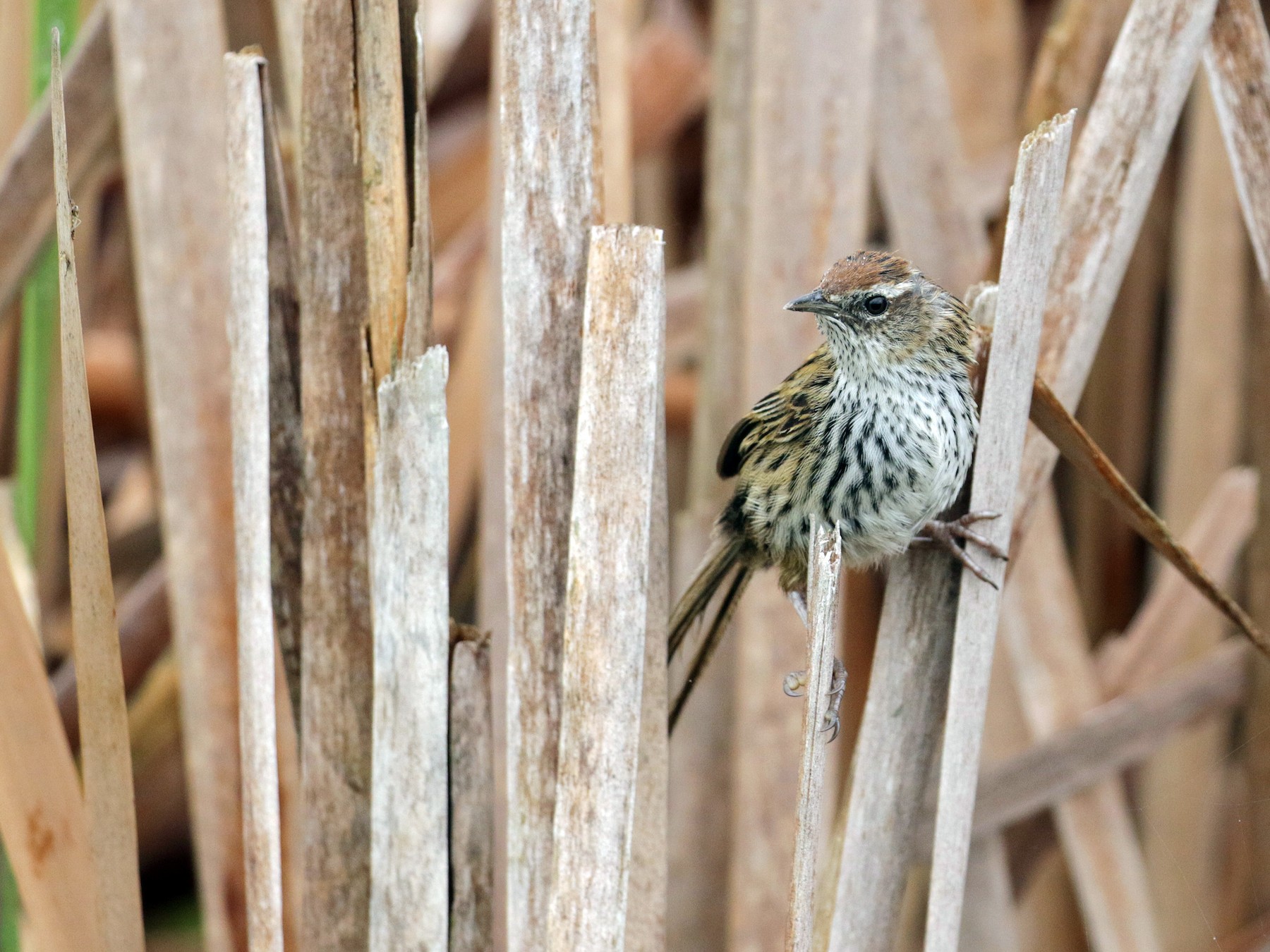 New Zealand Fernbird - eBird
