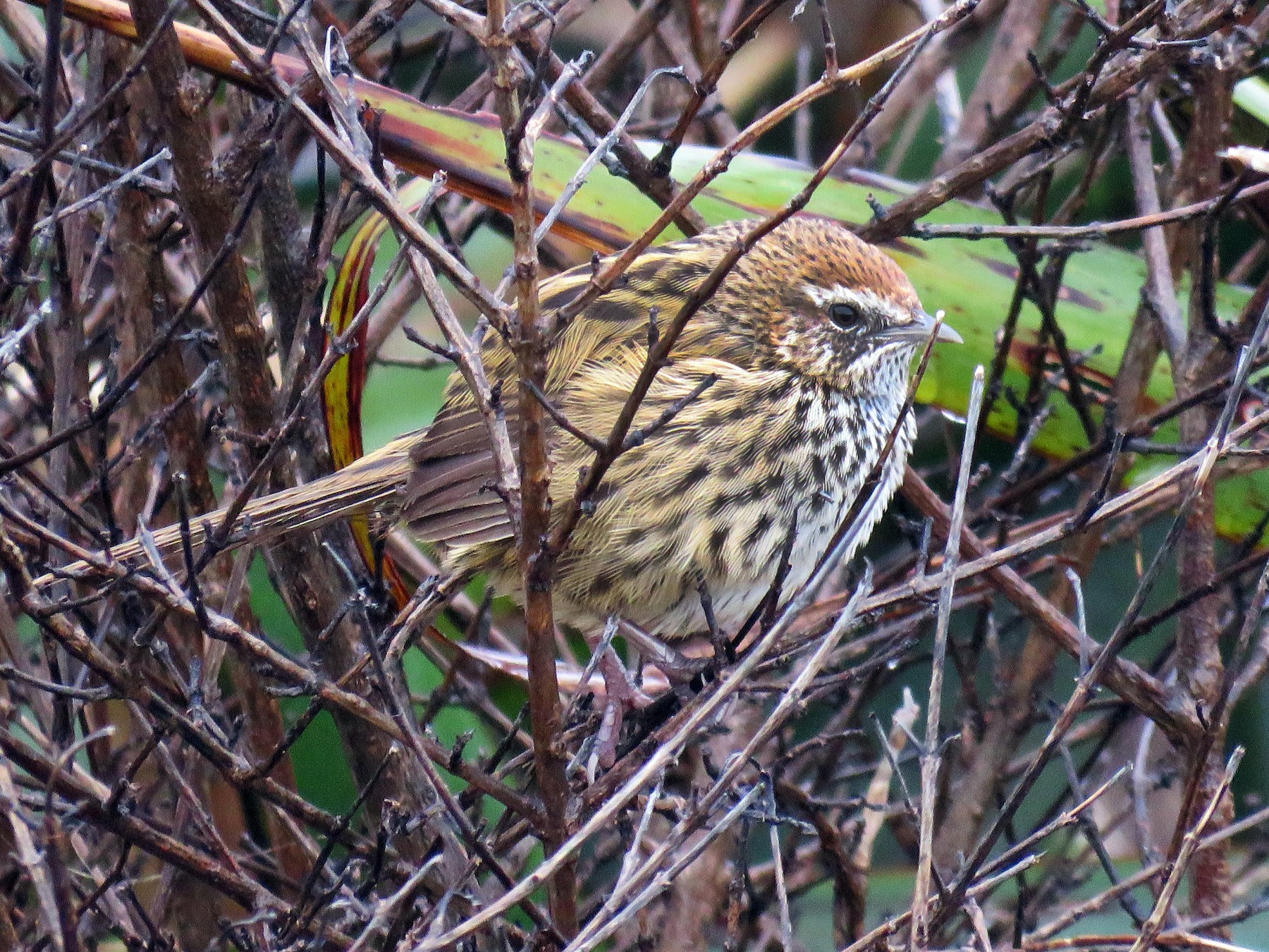 New Zealand Fernbird - eBird