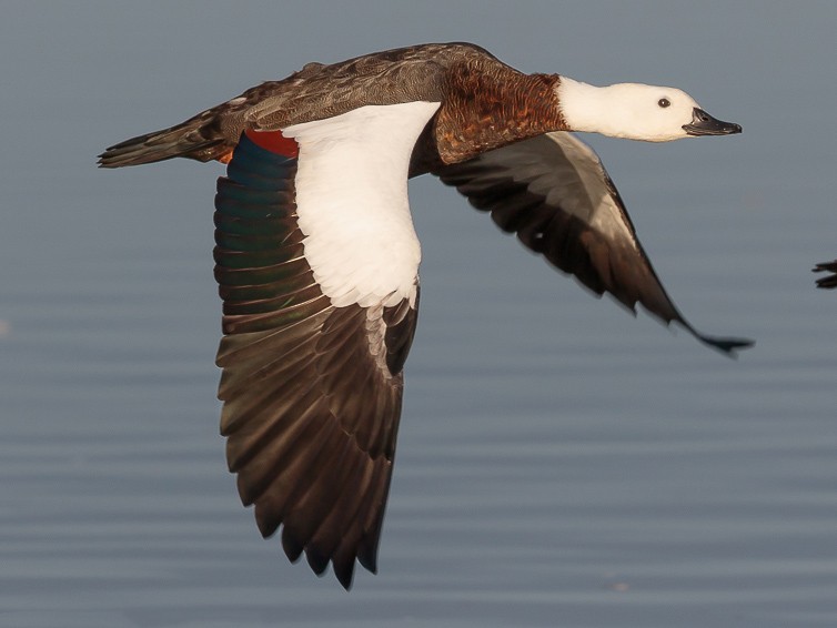 Paradise Shelduck