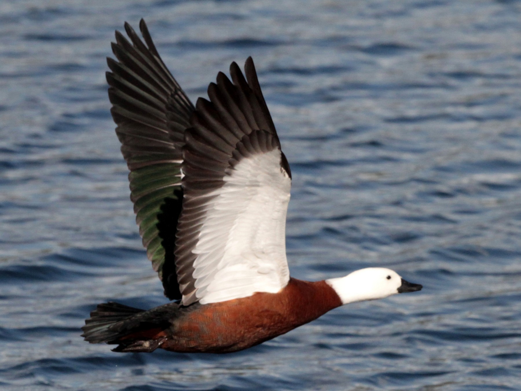 Paradise Shelduck