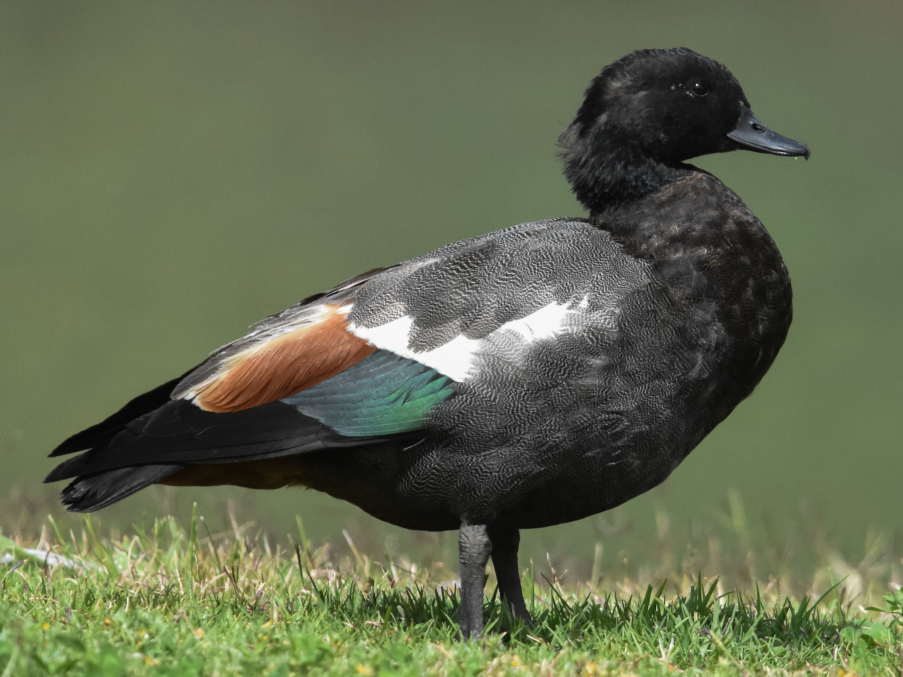 Paradise Shelduck