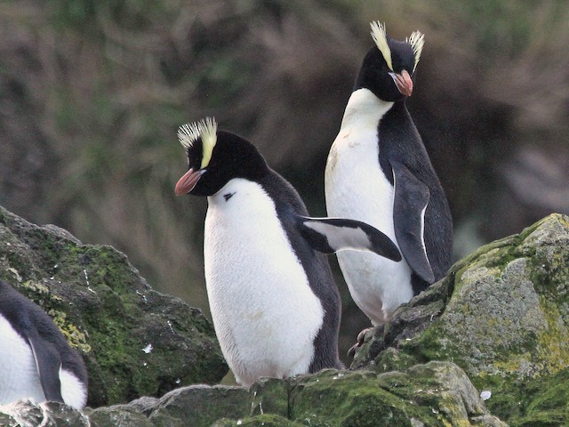 Erect Crested Penguin Nest
