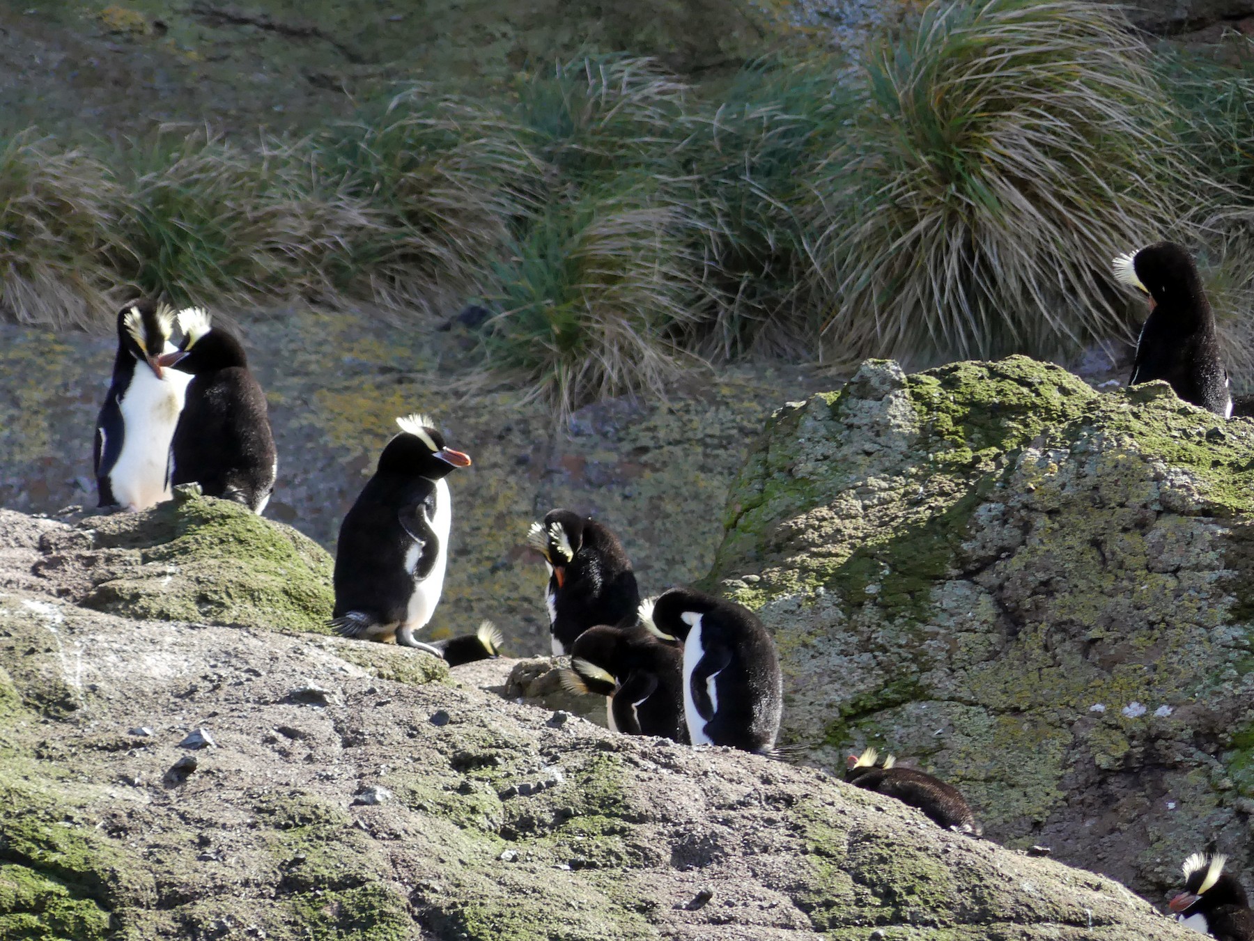 Erect-crested Penguin - eBird
