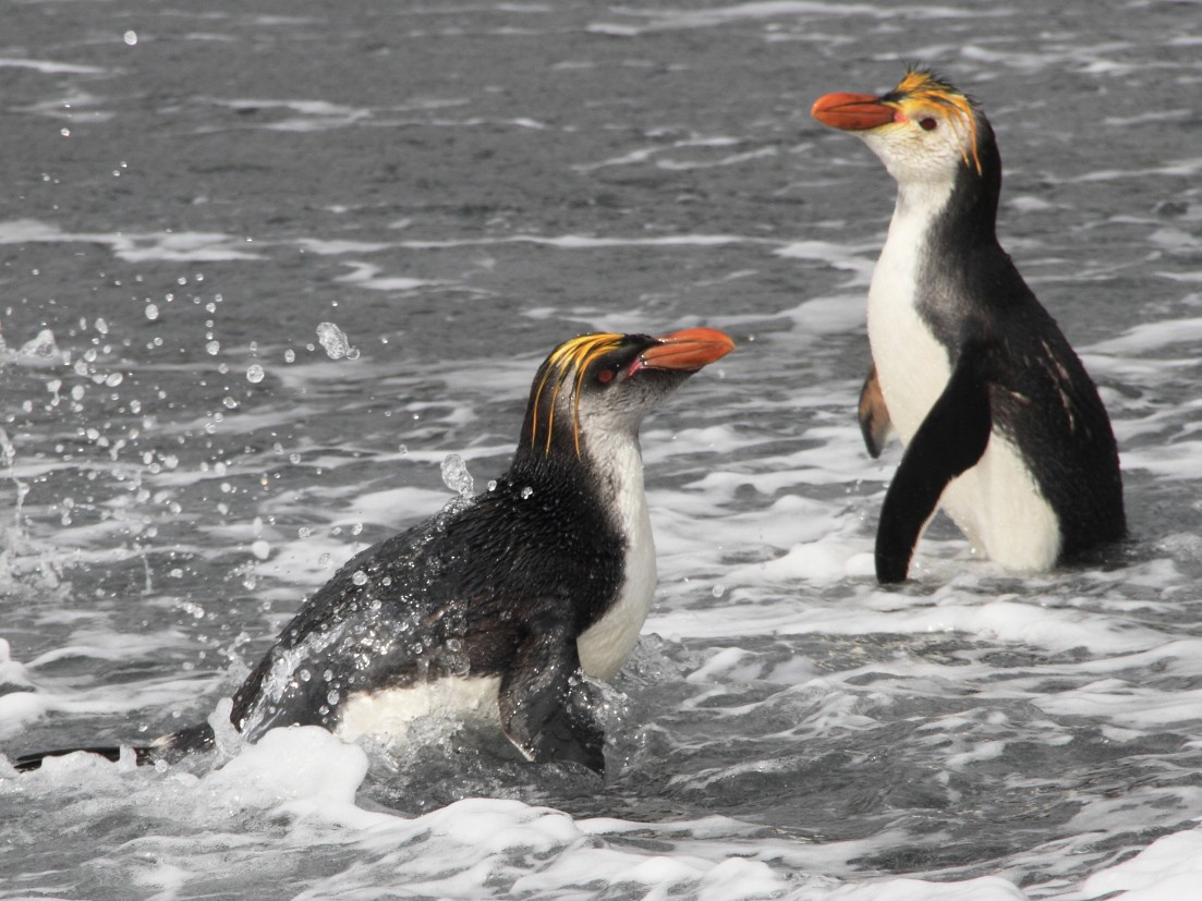 Royal Penguin - eBird