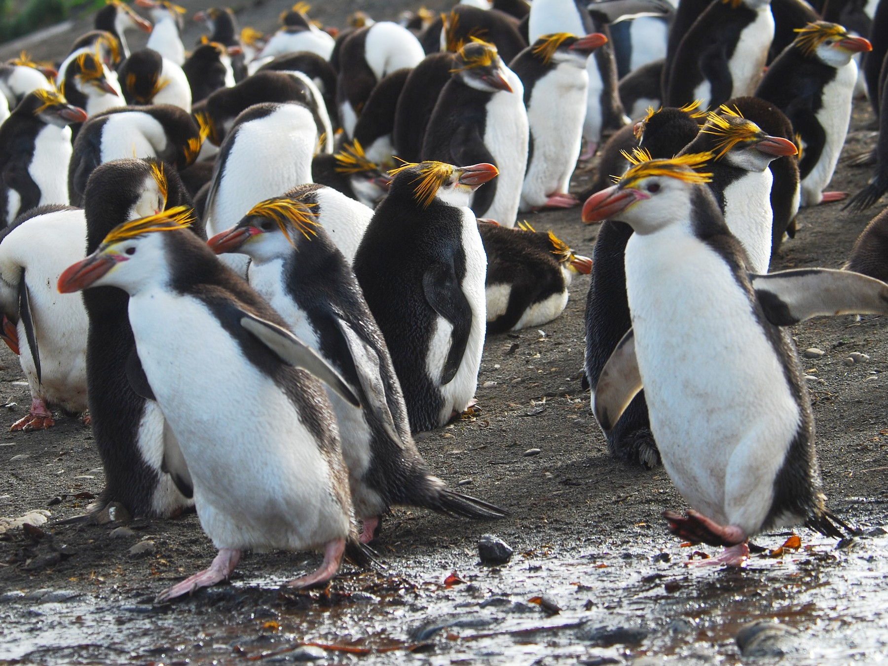 Royal Penguin - eBird