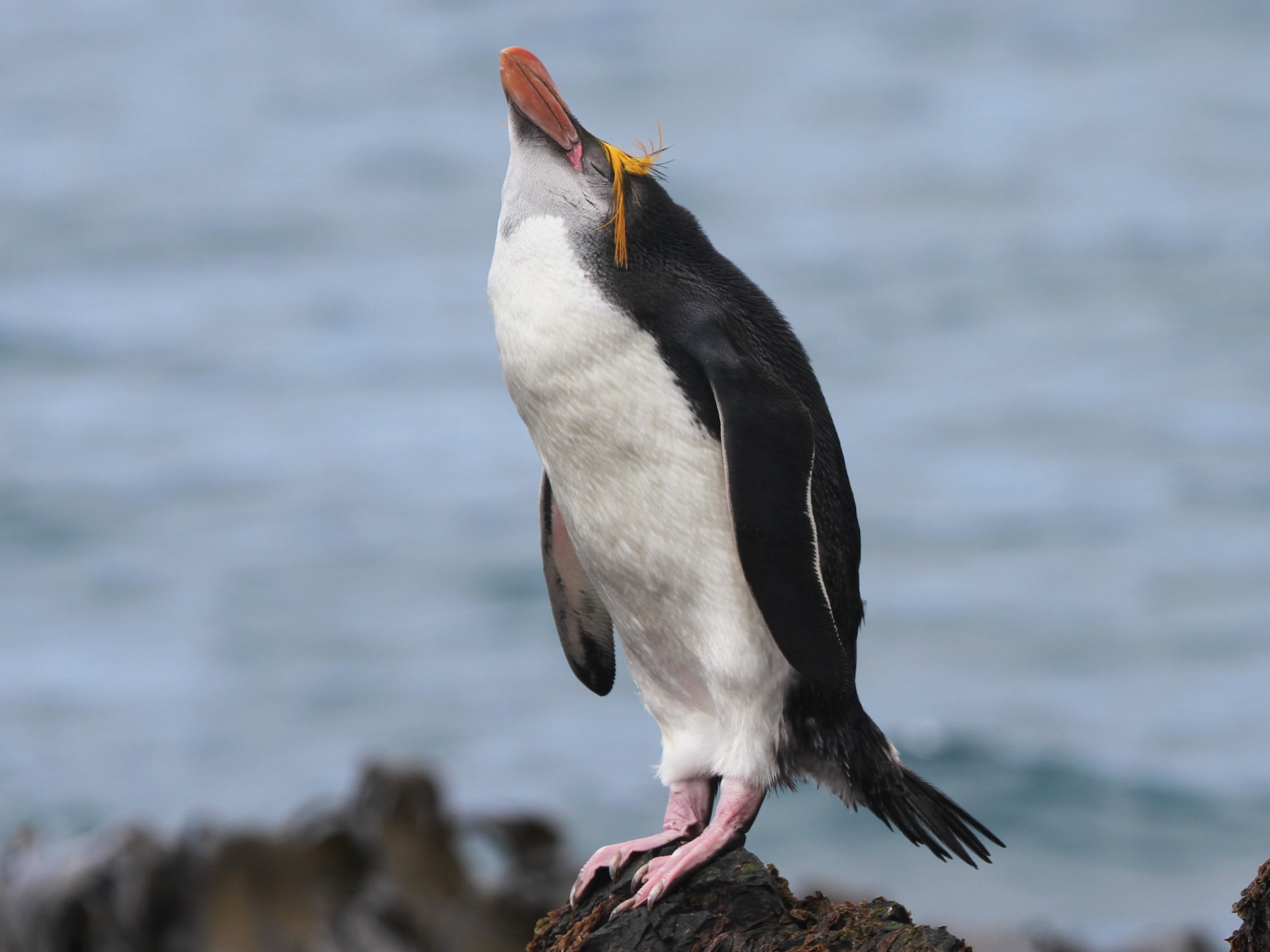 Royal Penguin - eBird