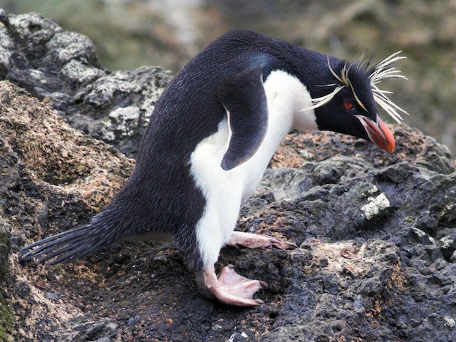 Photos - Eastern Rockhopper Penguin - Eudyptes filholi - Birds of the World