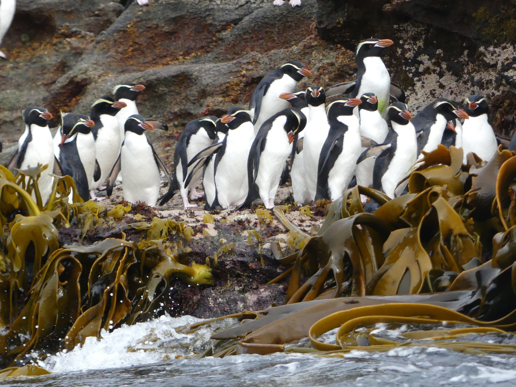 Snares Penguin - eBird