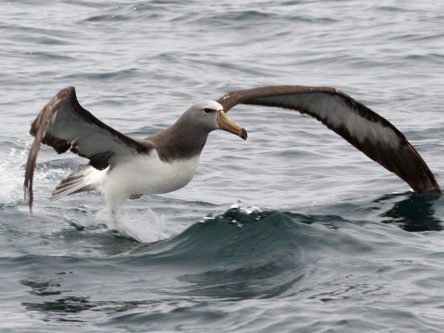 Chatham Albatross - eBird