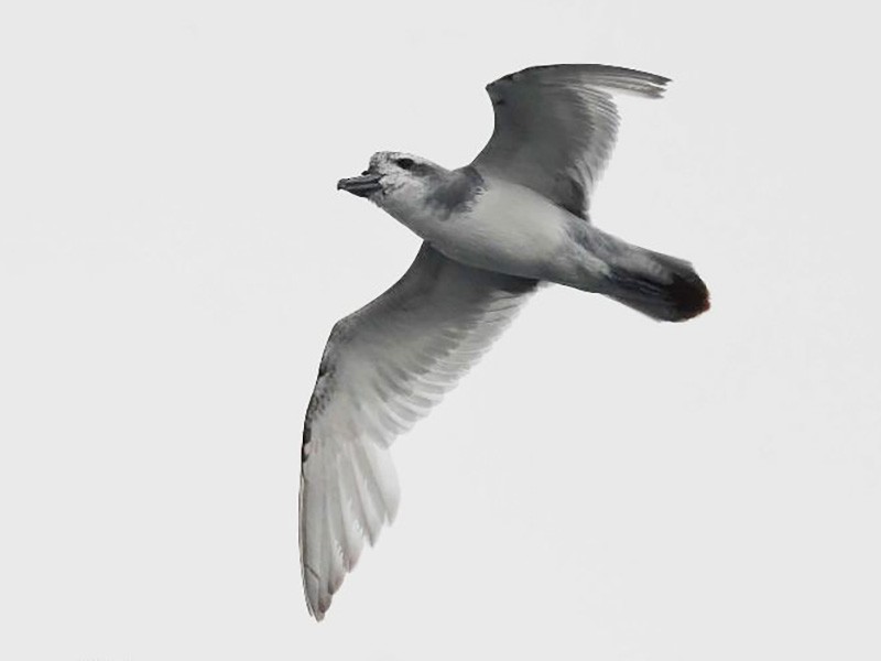 Broad-billed Prion - eBird