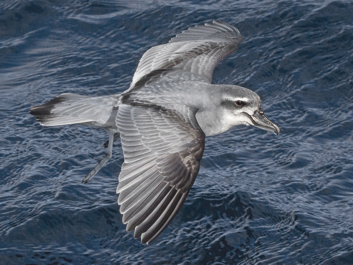 Broad-billed Prion - Pachyptila vittata - Birds of the World