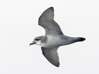 Antarctic Prion - eBird