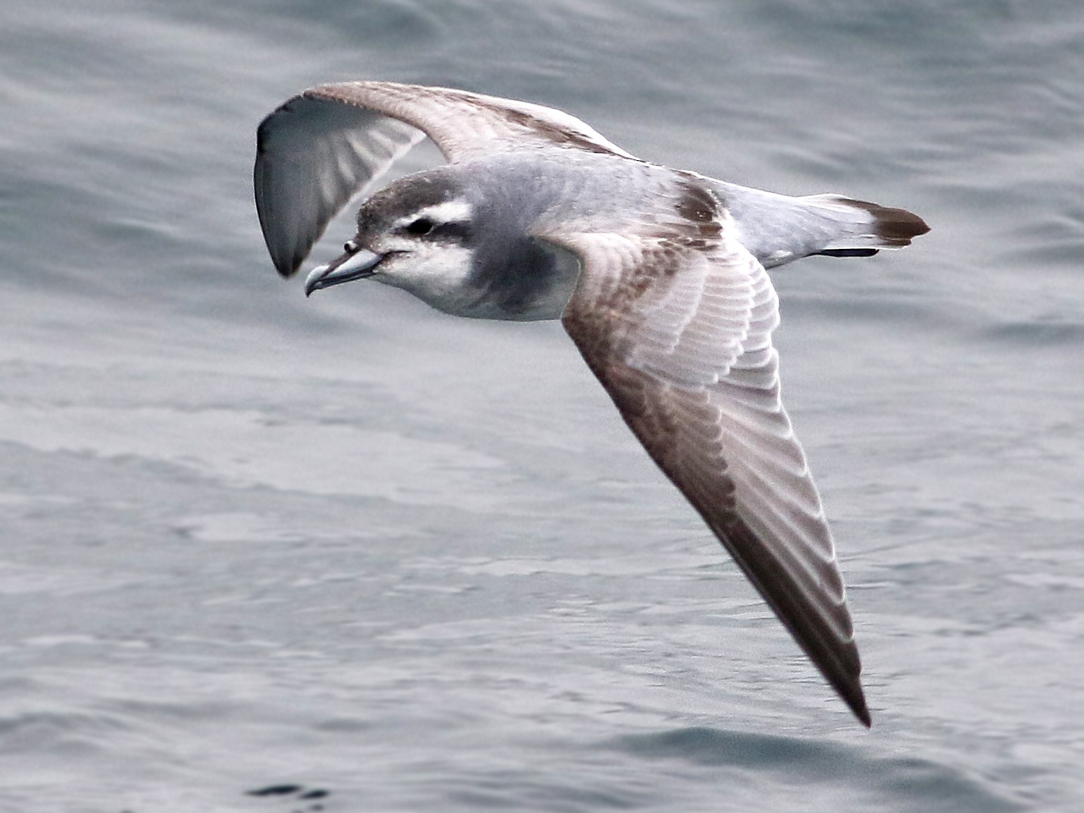 Antarctic Prion - eBird