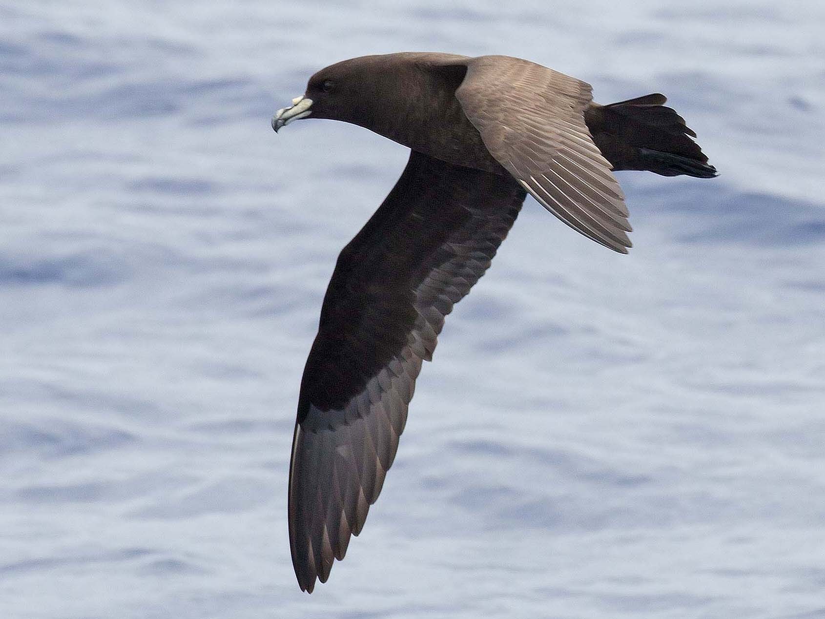 Parkinson's Petrel - eBird