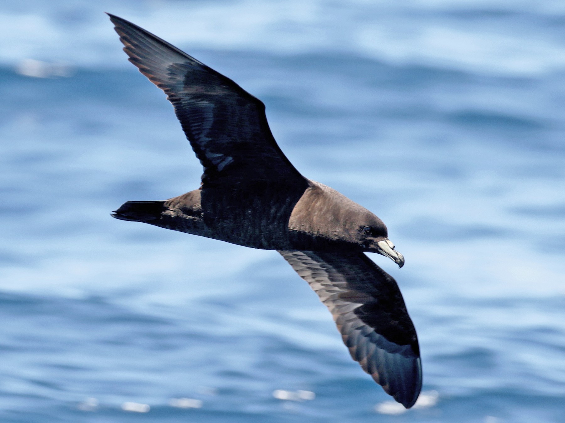 Puffin de Parkinson - eBird