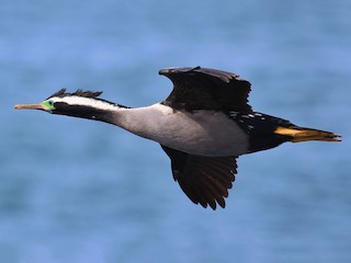 Spotted Shag - eBird