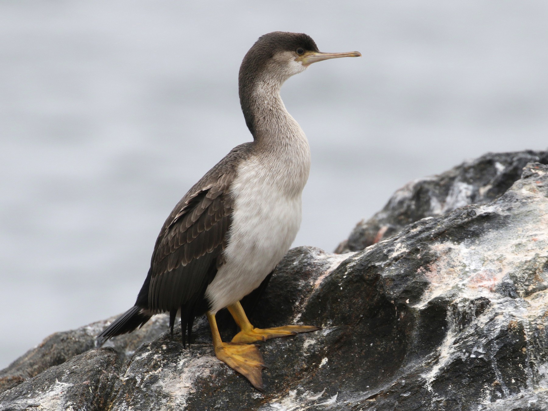 Spotted Shag - eBird