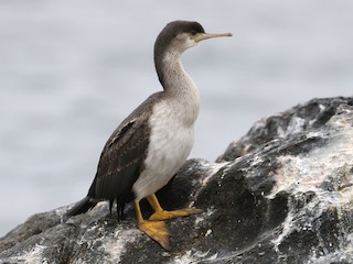 Spotted Shag - eBird
