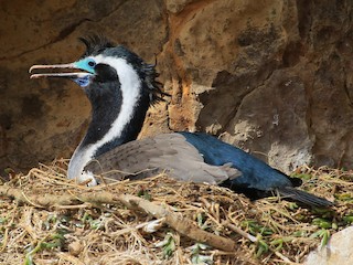 Spotted Shag - eBird