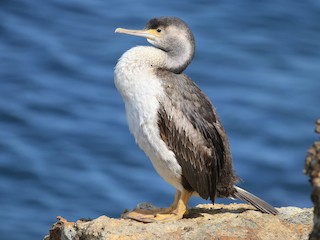 Spotted Shag - eBird