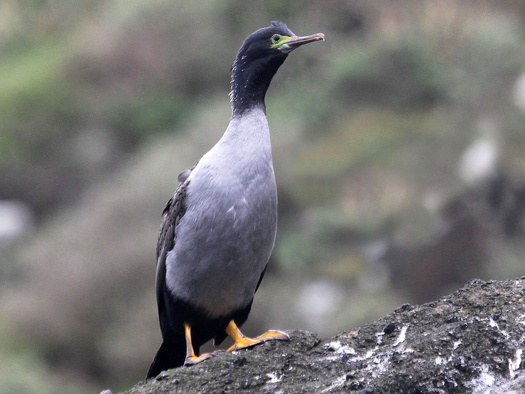 Pitt Island Shag - eBird