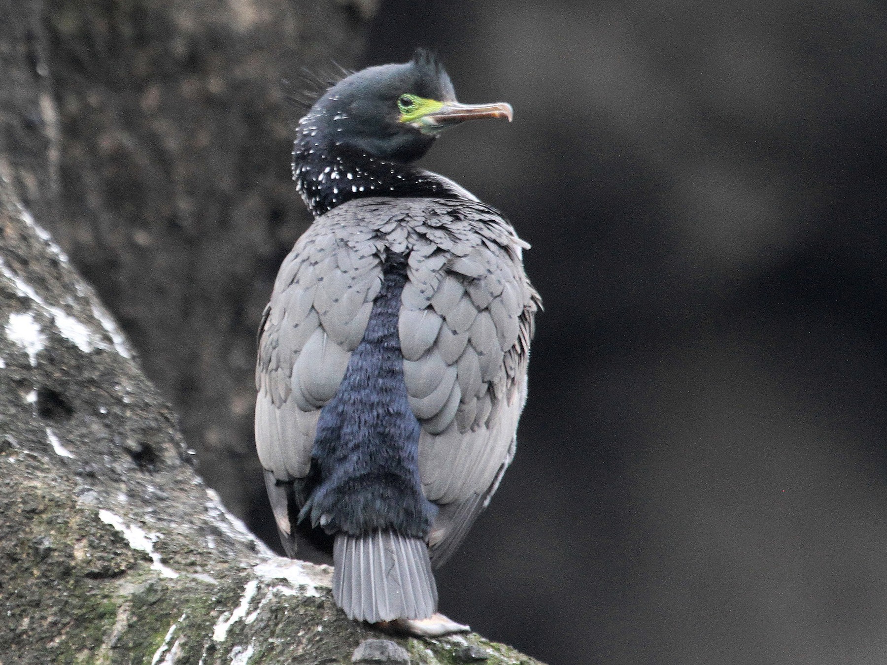 Pitt Island Shag - eBird