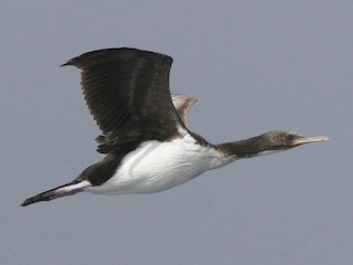 Bounty Islands Shag - eBird