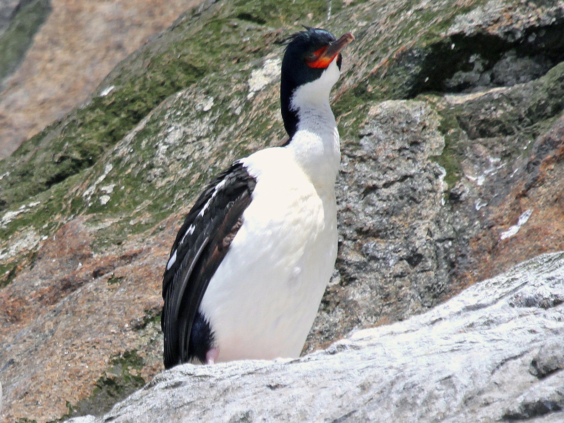 Bounty Islands Shag - eBird