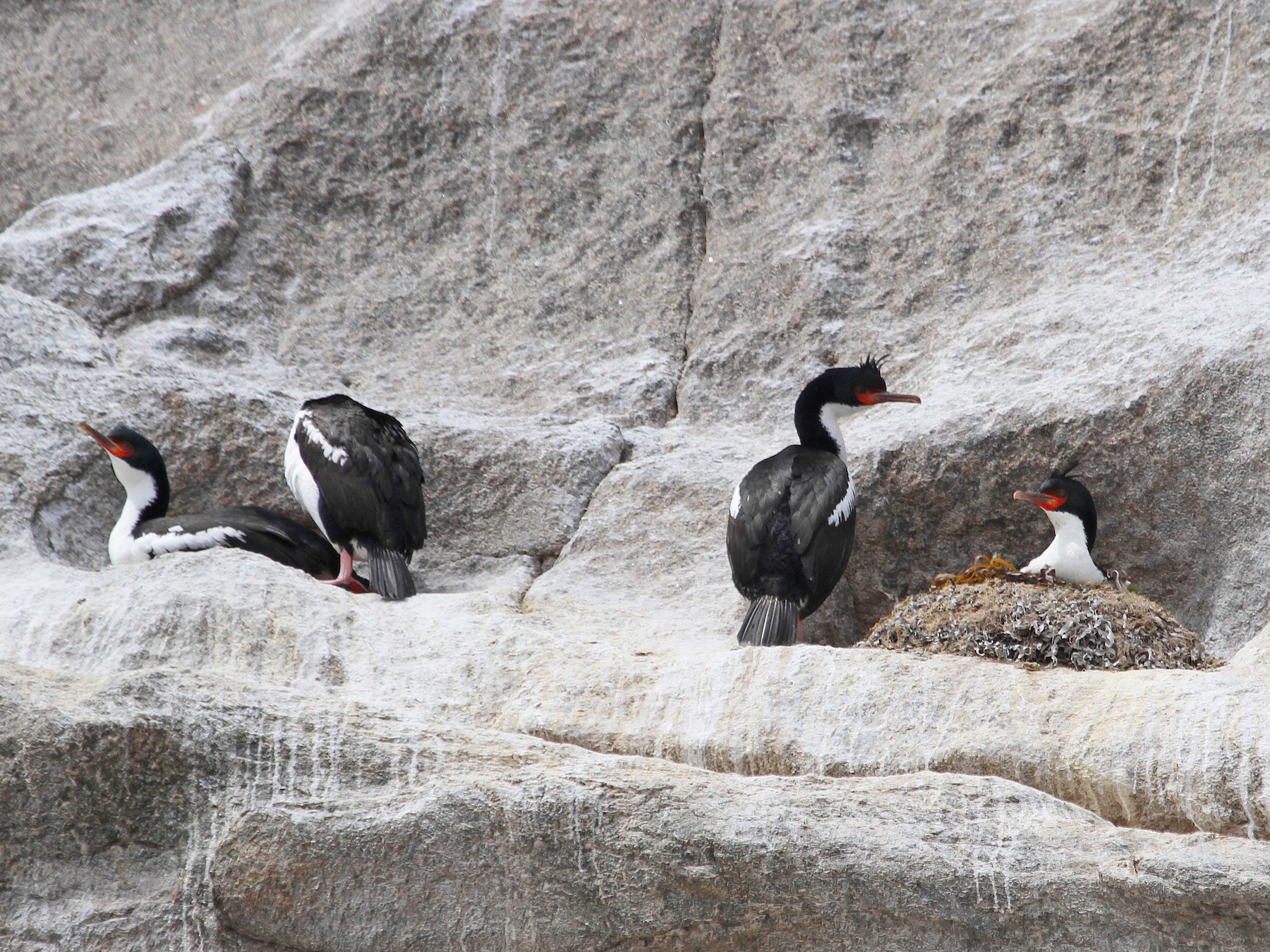 Cormoran de Bounty - eBird
