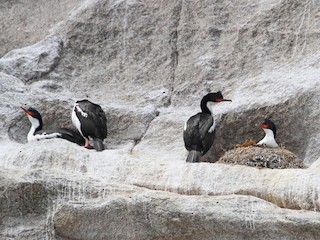 Bounty Islands Shag - eBird