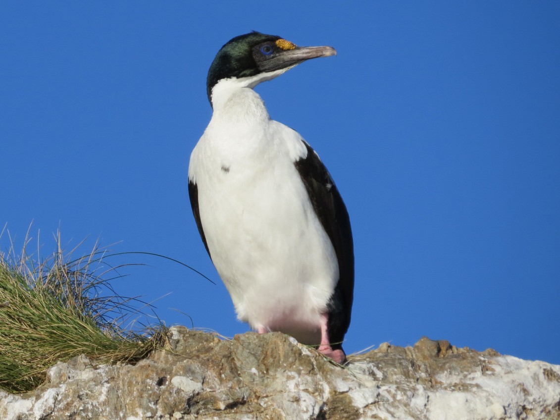 New Zealand King Shag - eBird
