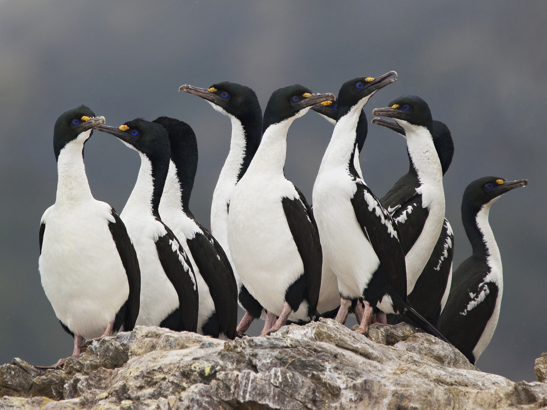 kormorán bradavičnatý - eBird