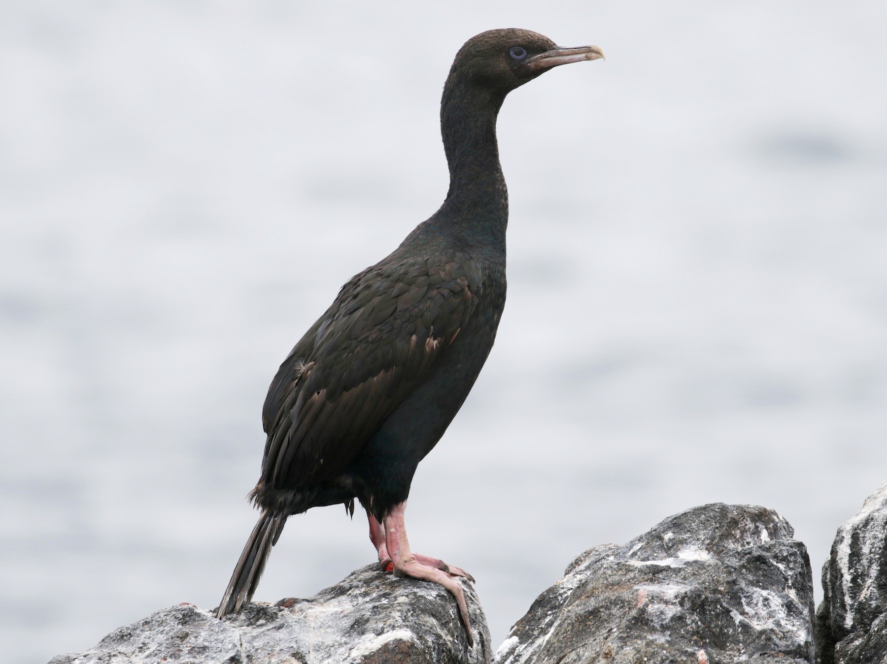 Stewart Island Shag - eBird