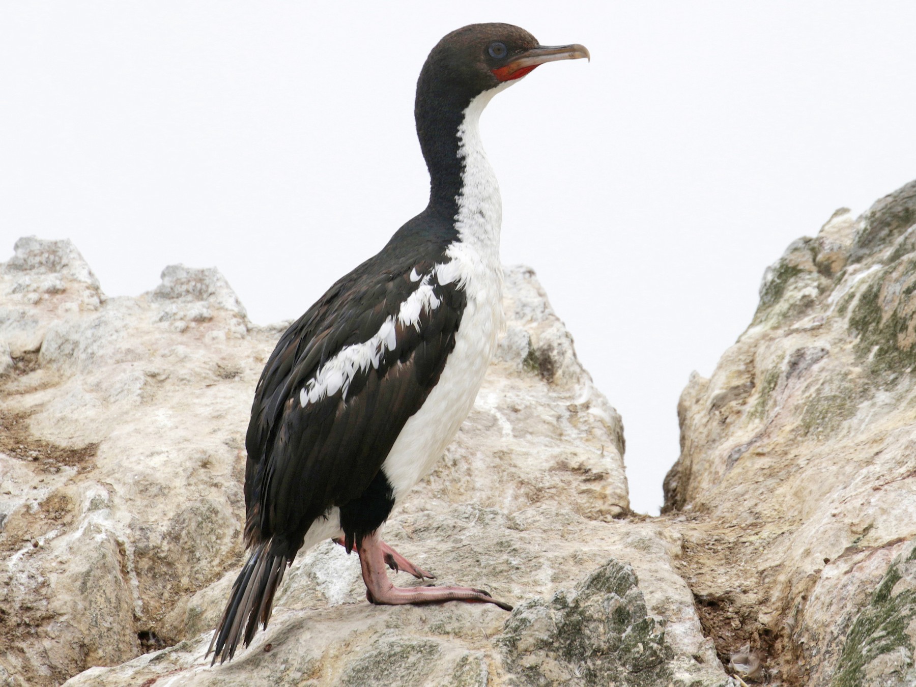 Stewart Island Shag - eBird