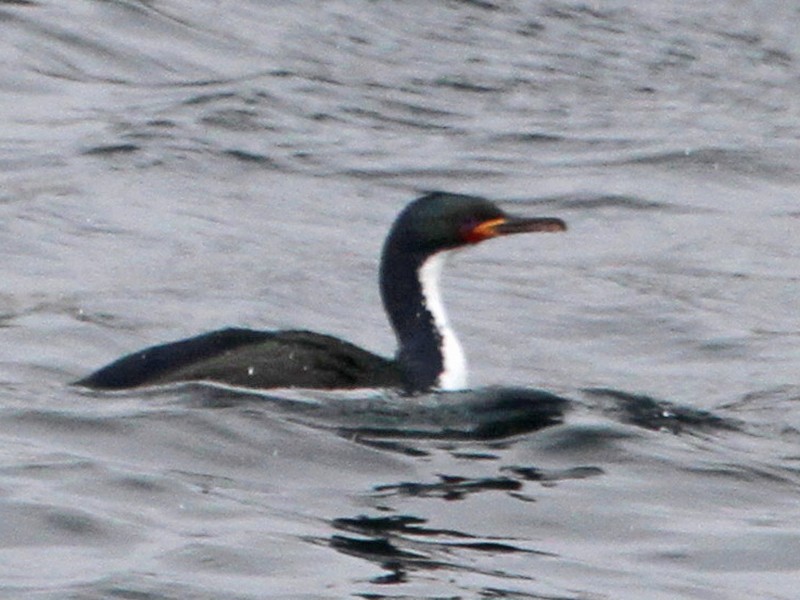 Auckland Shag - eBird
