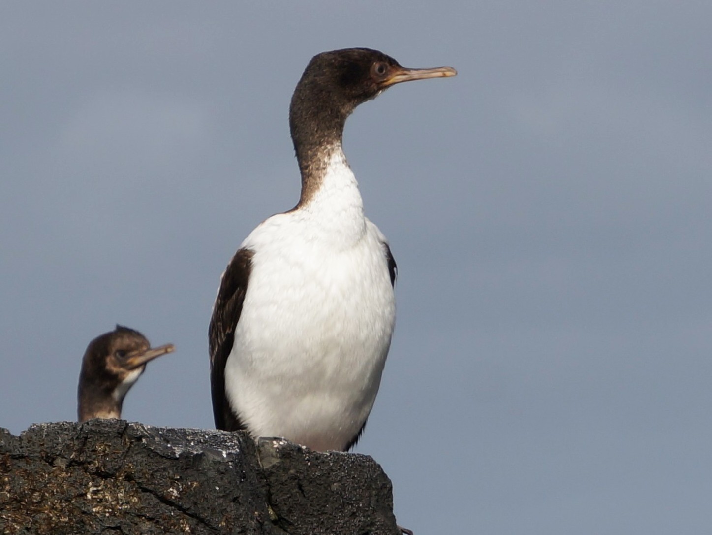 Auckland Shag - eBird
