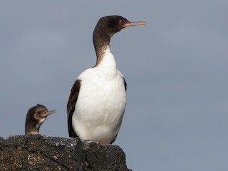 Auckland Islands Shag - eBird