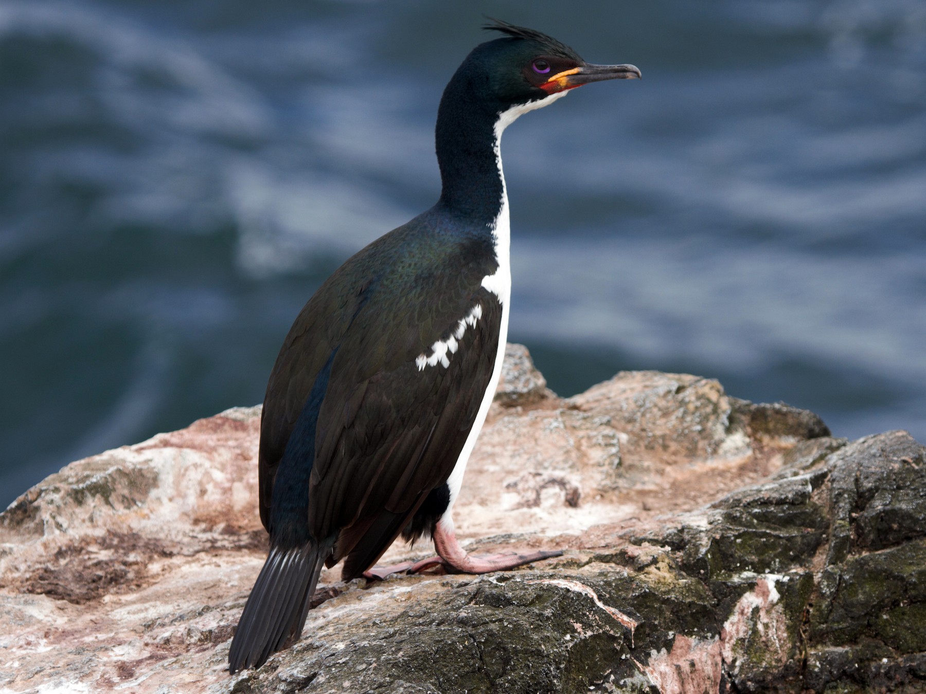 Auckland Shag - eBird