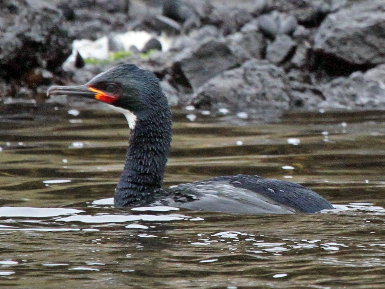 Campbell Islands Shag - eBird