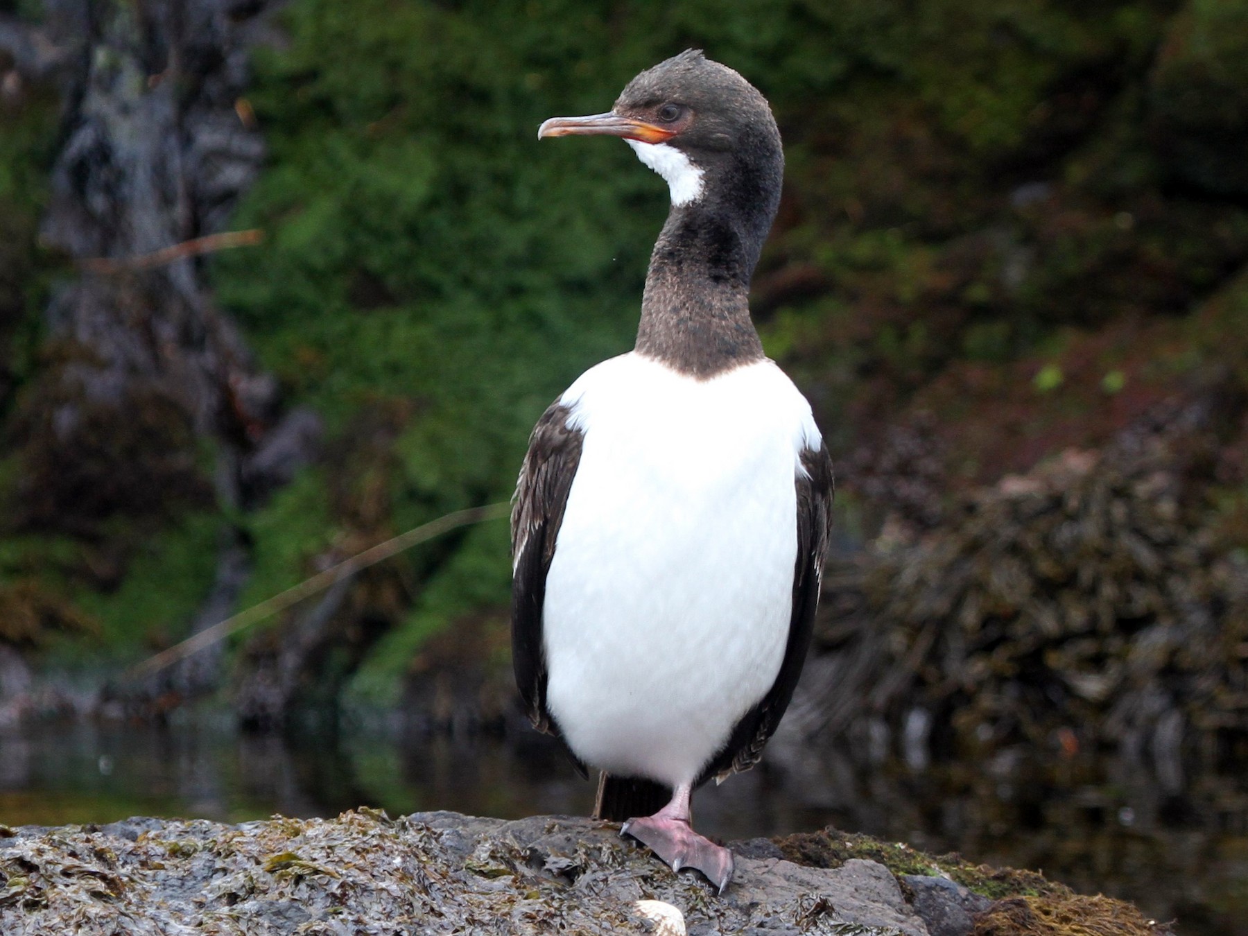 Campbell Islands Shag - eBird
