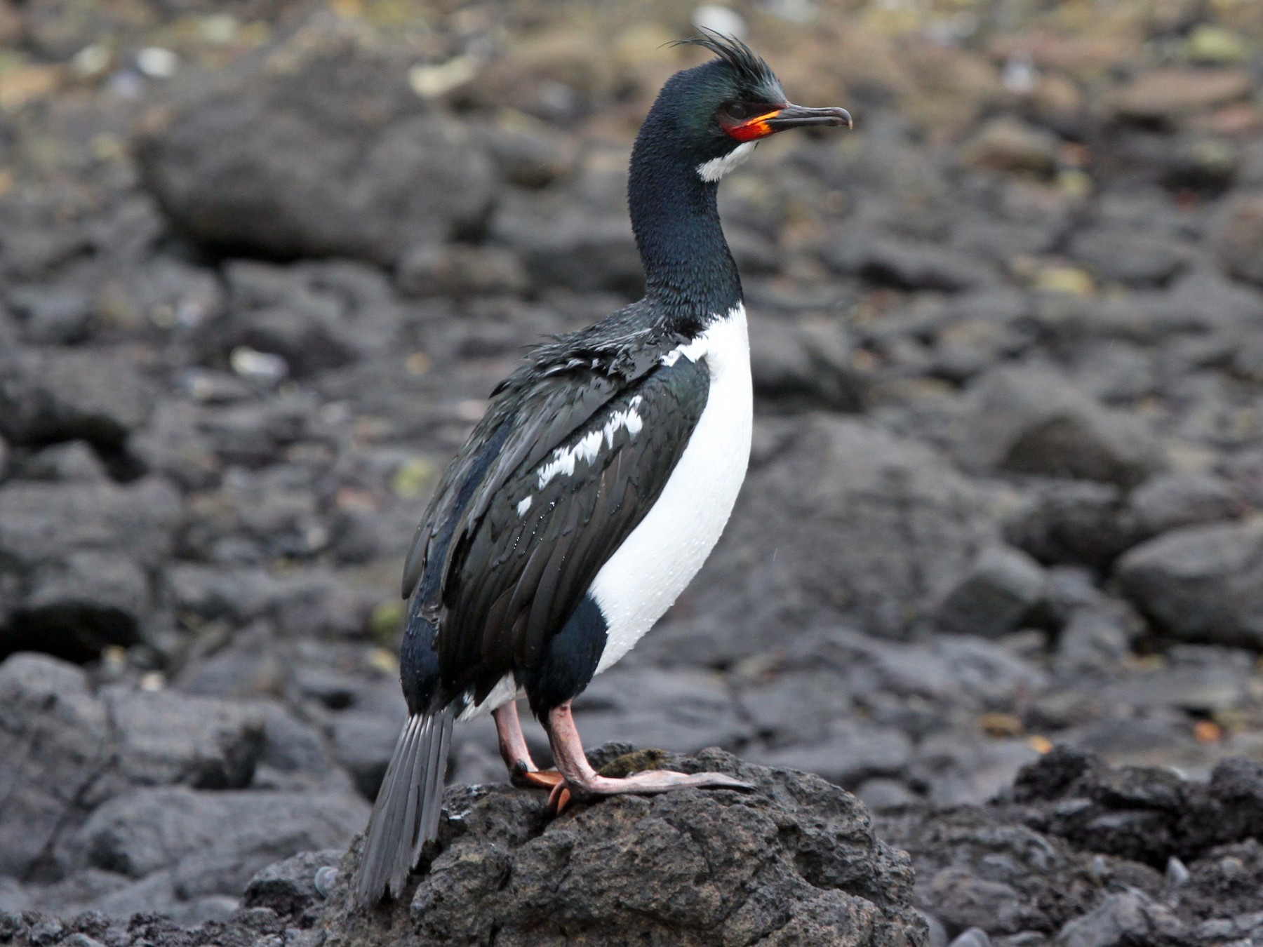 Campbell Islands Shag - eBird