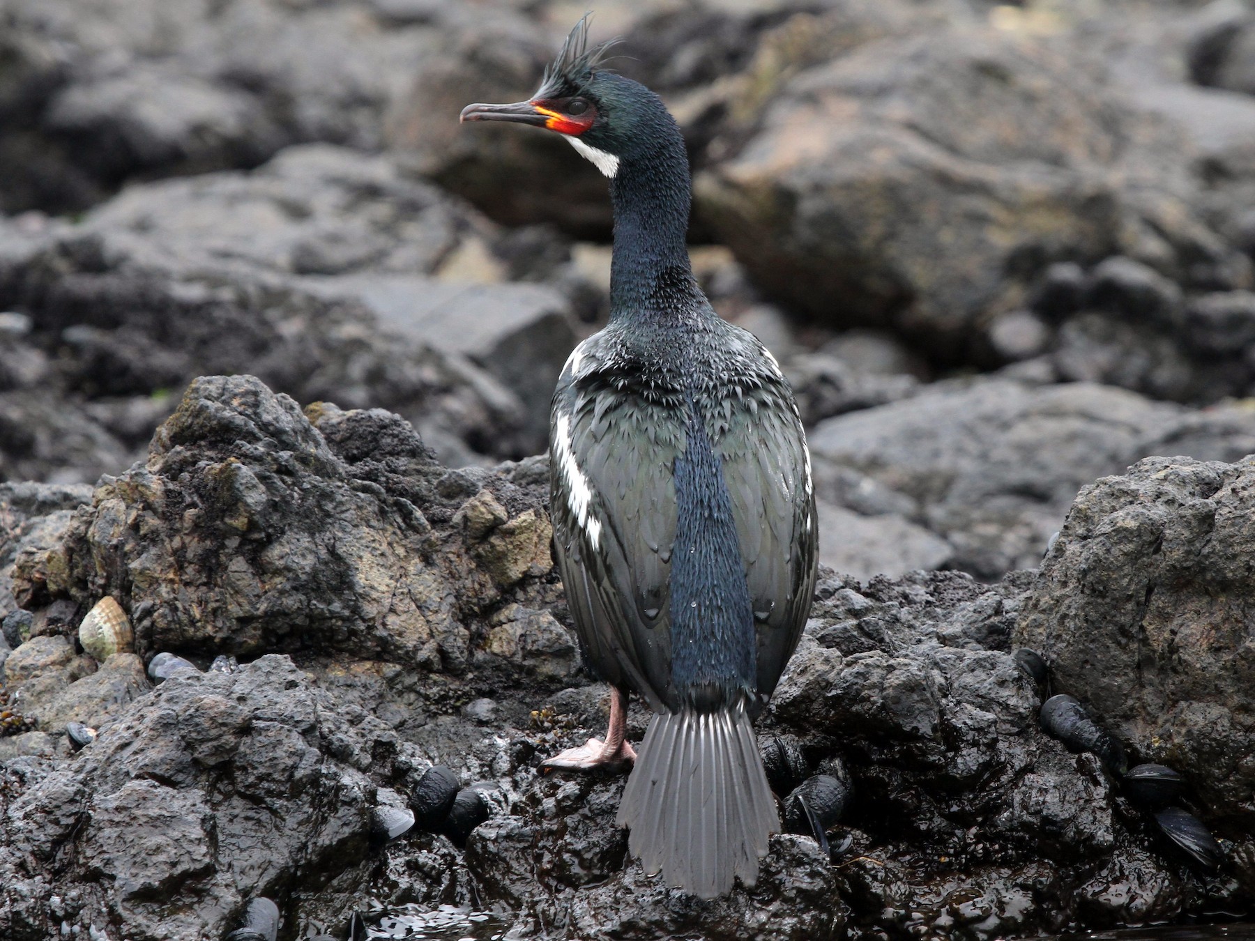 Campbell Islands Shag - eBird
