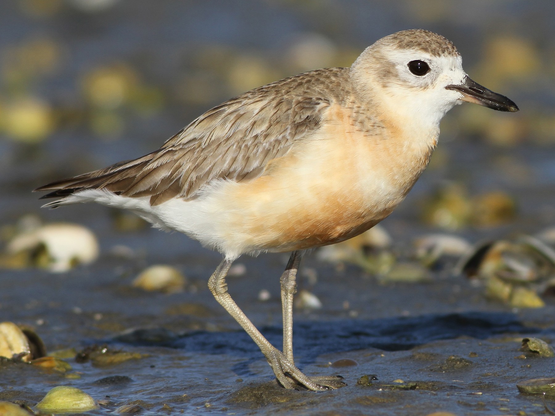 New Zealand Dotterel - eBird