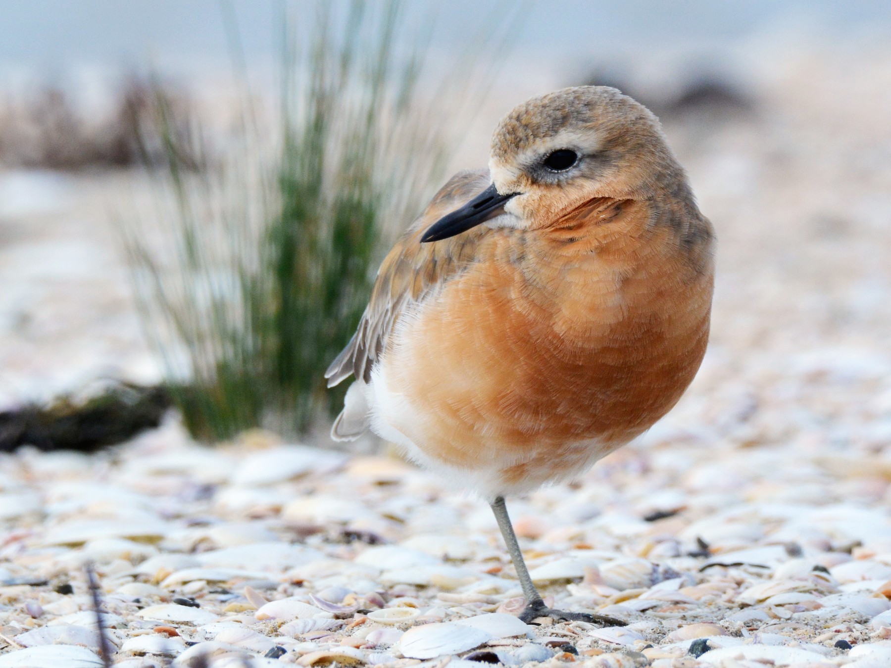 Red-breasted Dotterel - eBird