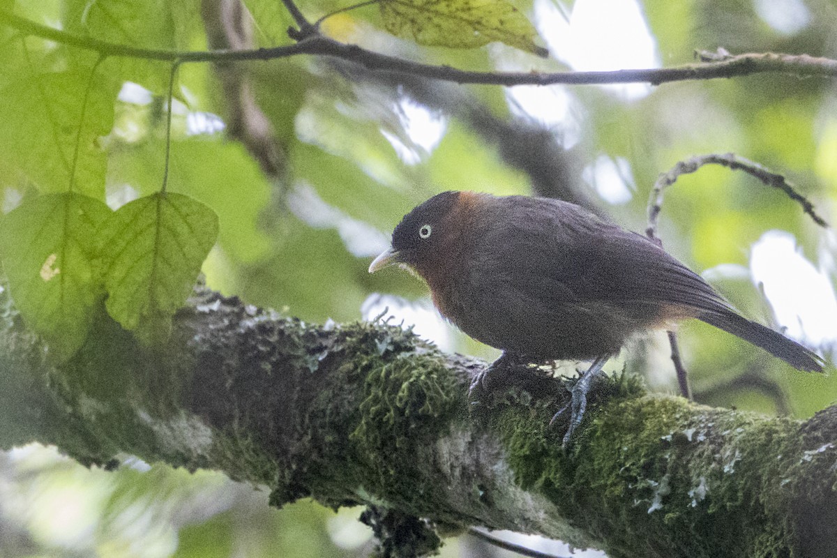 Red-collared Mountain-Babbler - Turdoides rufocinctus - Birds of the World