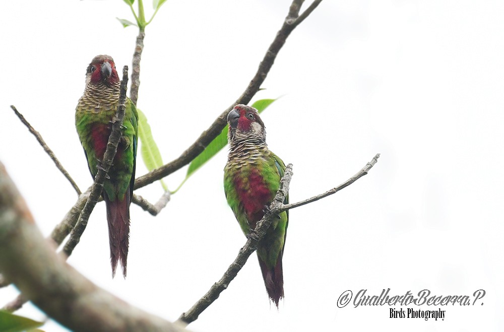 Perico de Azuero - eBird