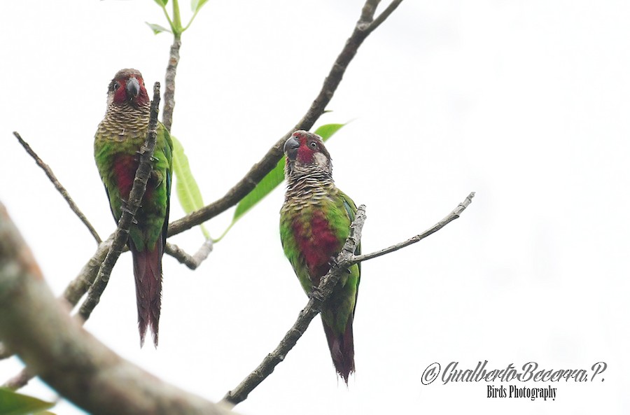 Painted Parakeet (Azuero) - eBird
